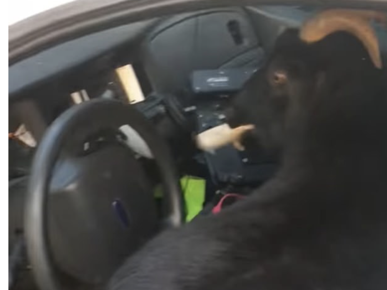 Deputy finds two miniature goats eating his paperwork in squad car ...