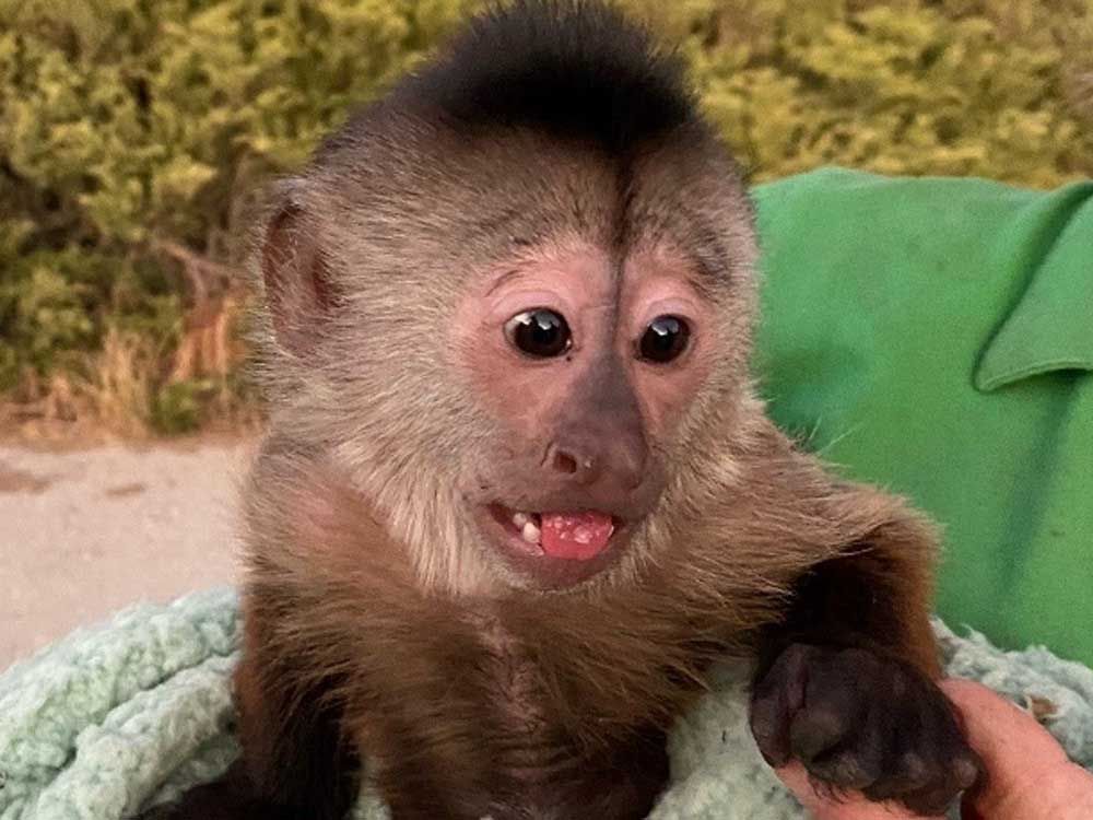 Monkey at California zoo calls 911 | Toronto Sun