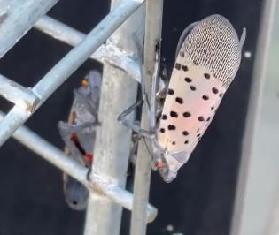 New pest threatens Niagara wine production | Toronto Sun