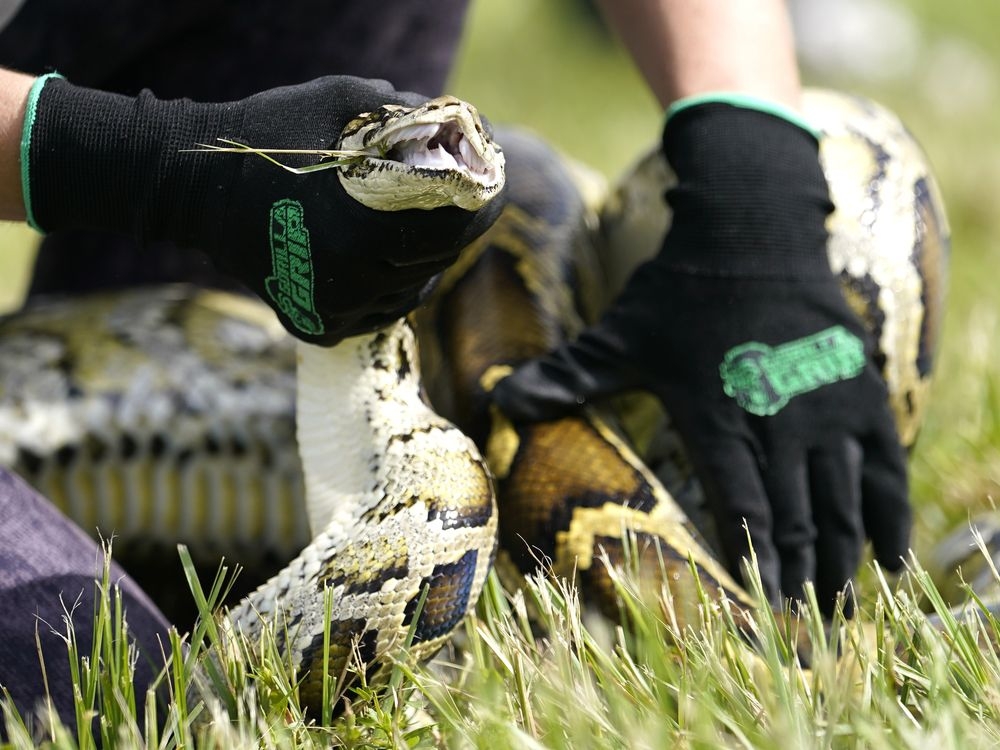PYTHON HUNT: 800 compete to remove Florida's invasive snakes | Toronto Sun