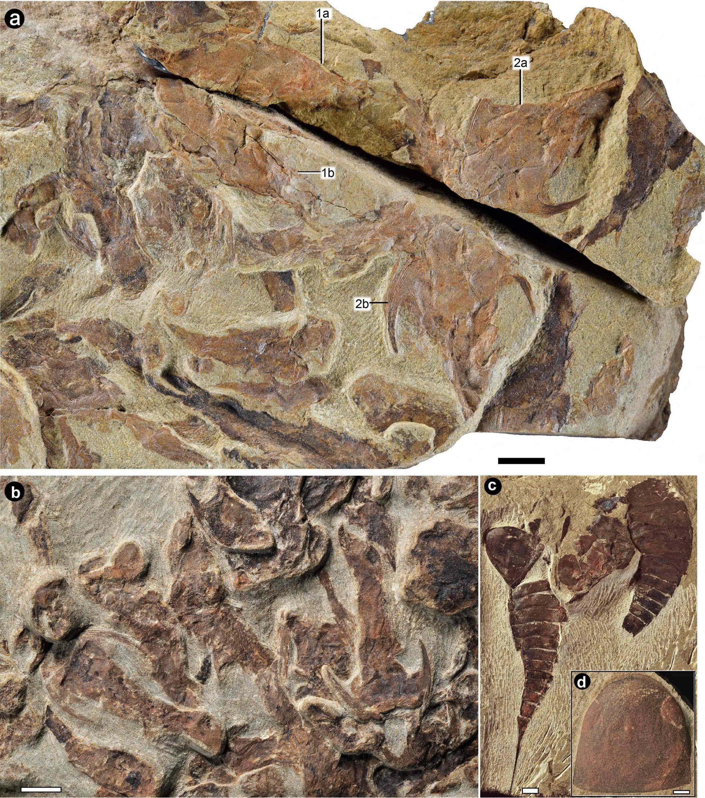 Chinese fish fossils take a bite out of mystery of origin of jaws ...
