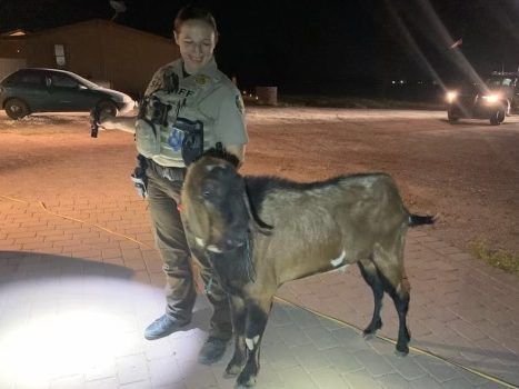 Sheriff deputies arrest goat after animal terrorizes Arizona town ...