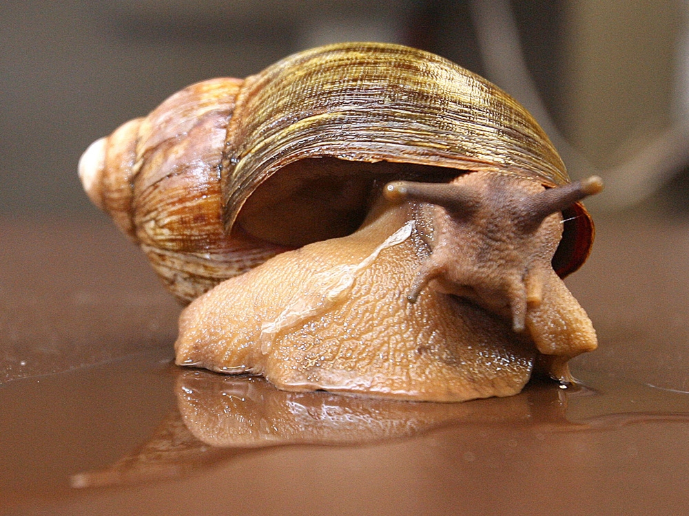 Trail Of Slime Leads German Customs To Bags Of Giant Snails Toronto Sun