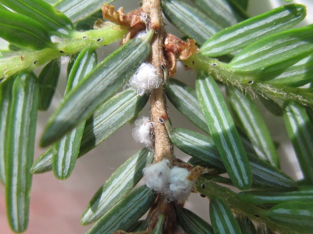 Invasive insect in southern Ontario could pose risk for hemlock trees ...