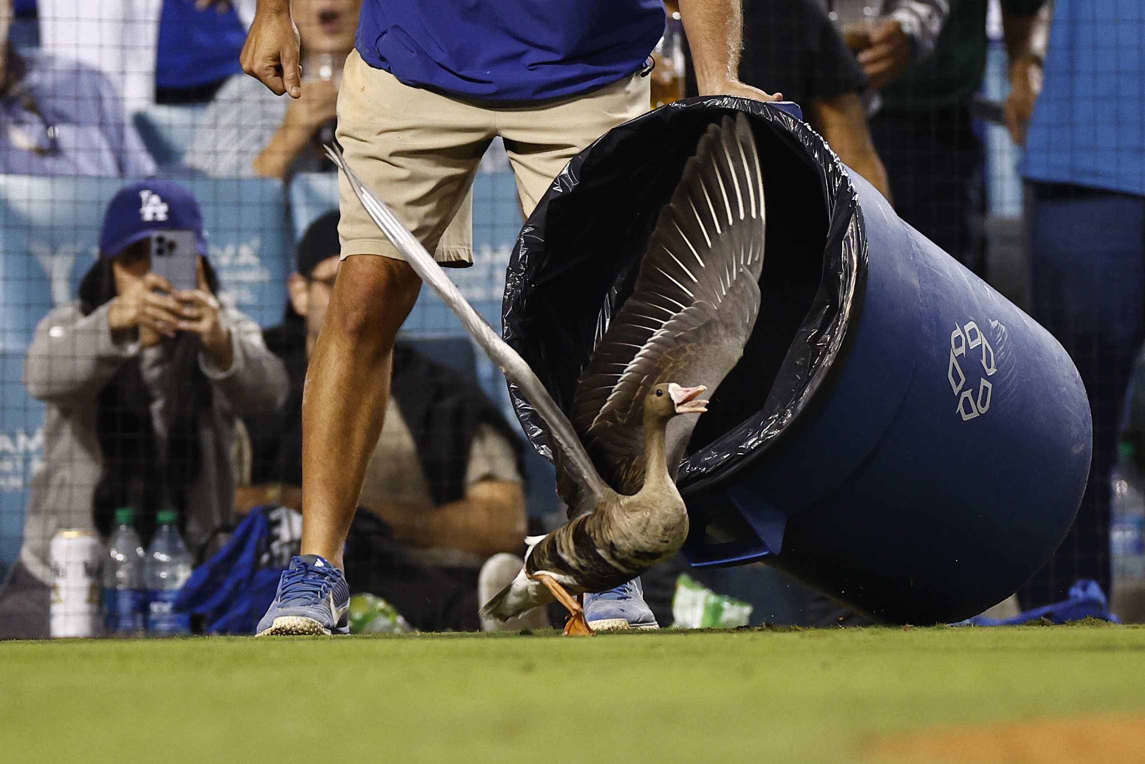 Goose On Loose Causes Delay As Padres Tie Series With Dodgers Toronto Sun
