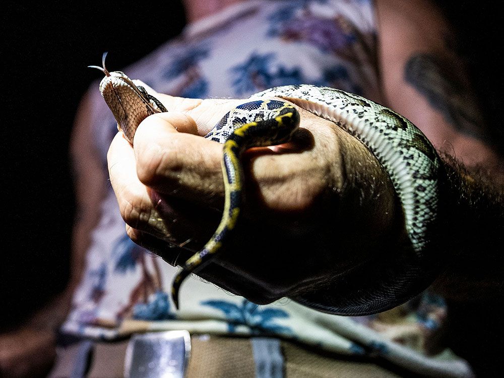 Man charged with smuggling pythons in his pants at U.S. border ...