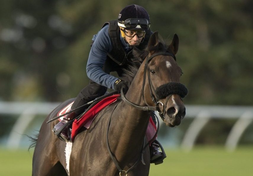 Queen's Plate winning filly Moira faces huge test | Toronto Sun