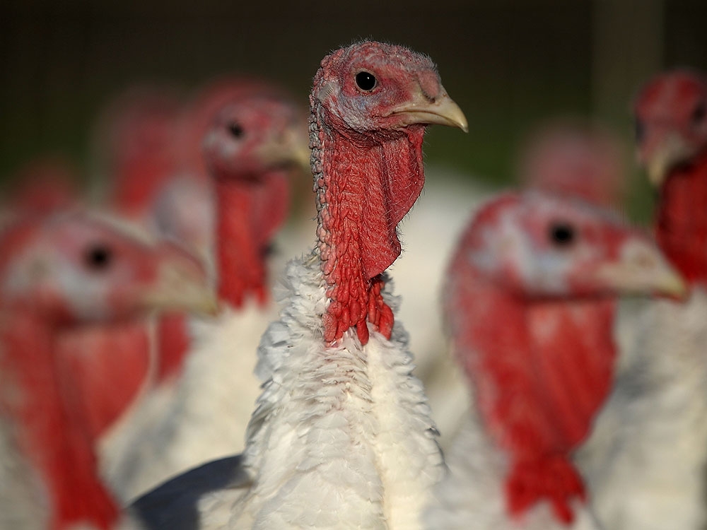 11 turkey farm workers charged with cruelty caught on video | Toronto Sun