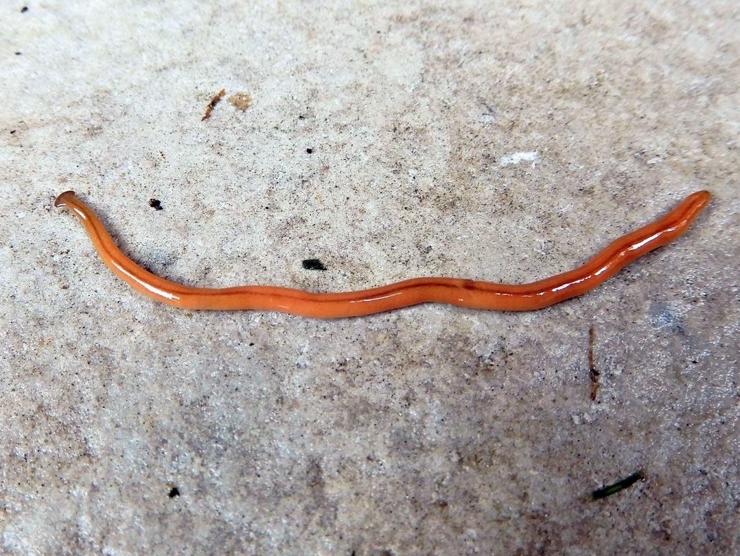 Keep watch for invasive hammerhead worms, gardeners! | Toronto Sun