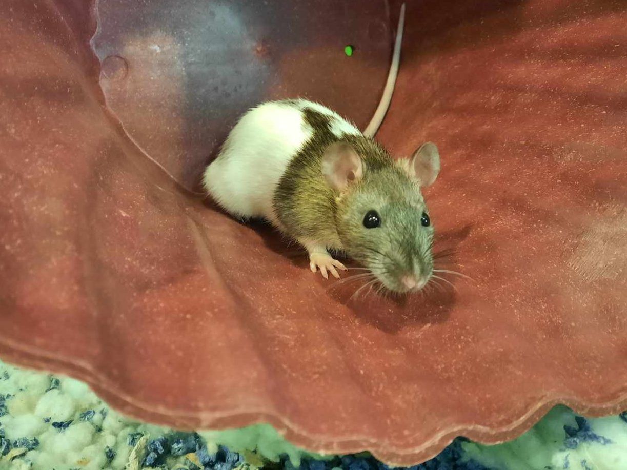 FOREVER FRIEND: 'Cute' domestic rat Polly Pocket needs a home | Toronto Sun