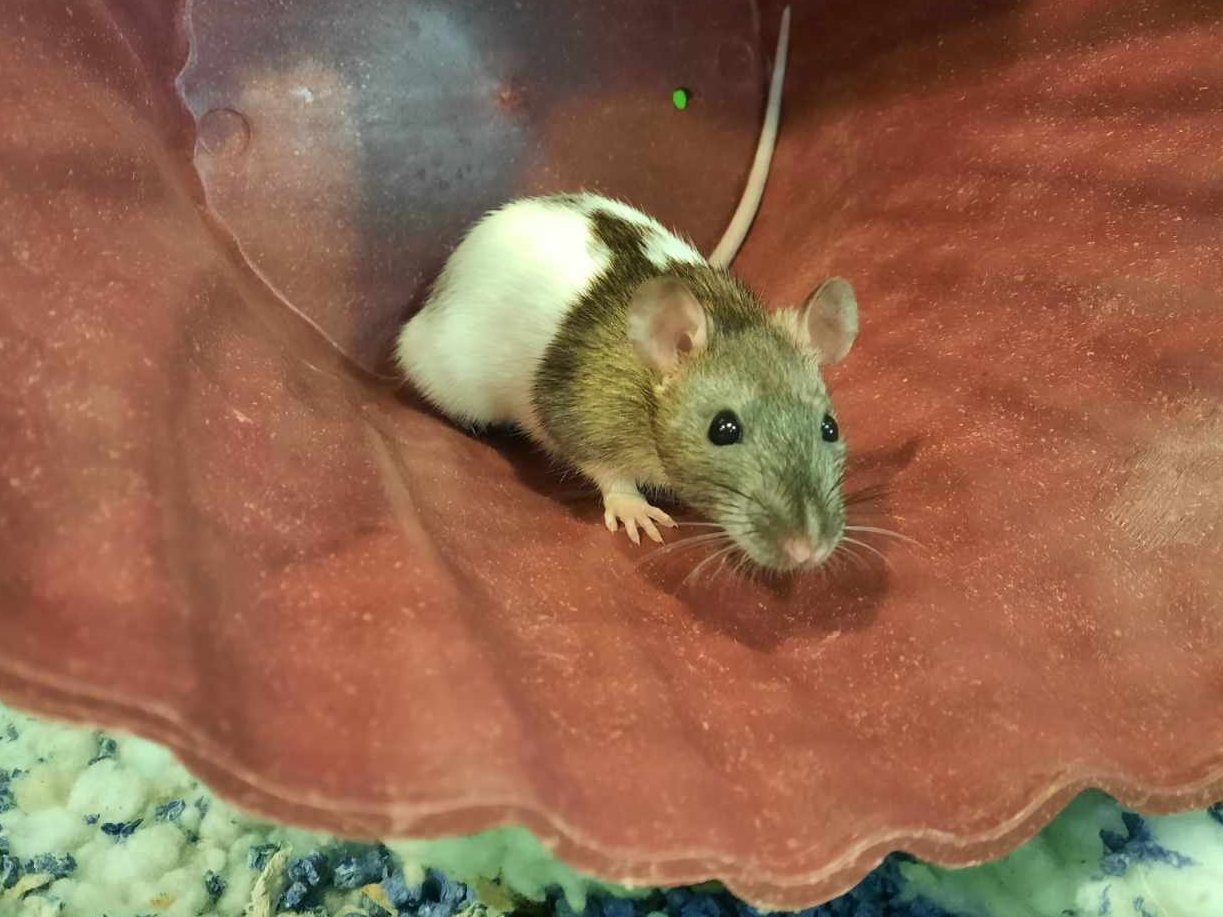 FOREVER FRIEND: 'Cute' domestic rat Polly Pocket needs a home | Toronto Sun