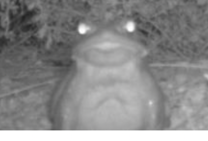 National Park Services warns Americans not to touch or lick large toads ...