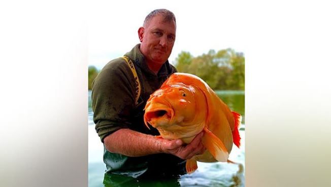 Huge goldfish caught at French fishery | Toronto Sun