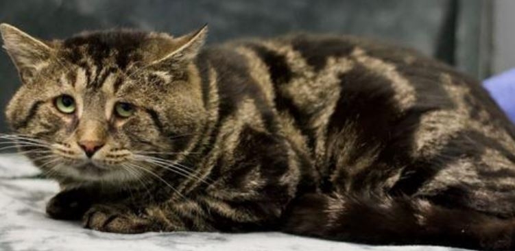 'Sad' tubby tabby adopted from animal shelter in New Jersey | Toronto Sun