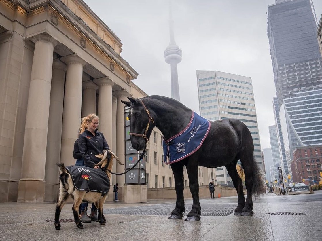 Top Things To Do In Toronto This Weekend Toronto Sun