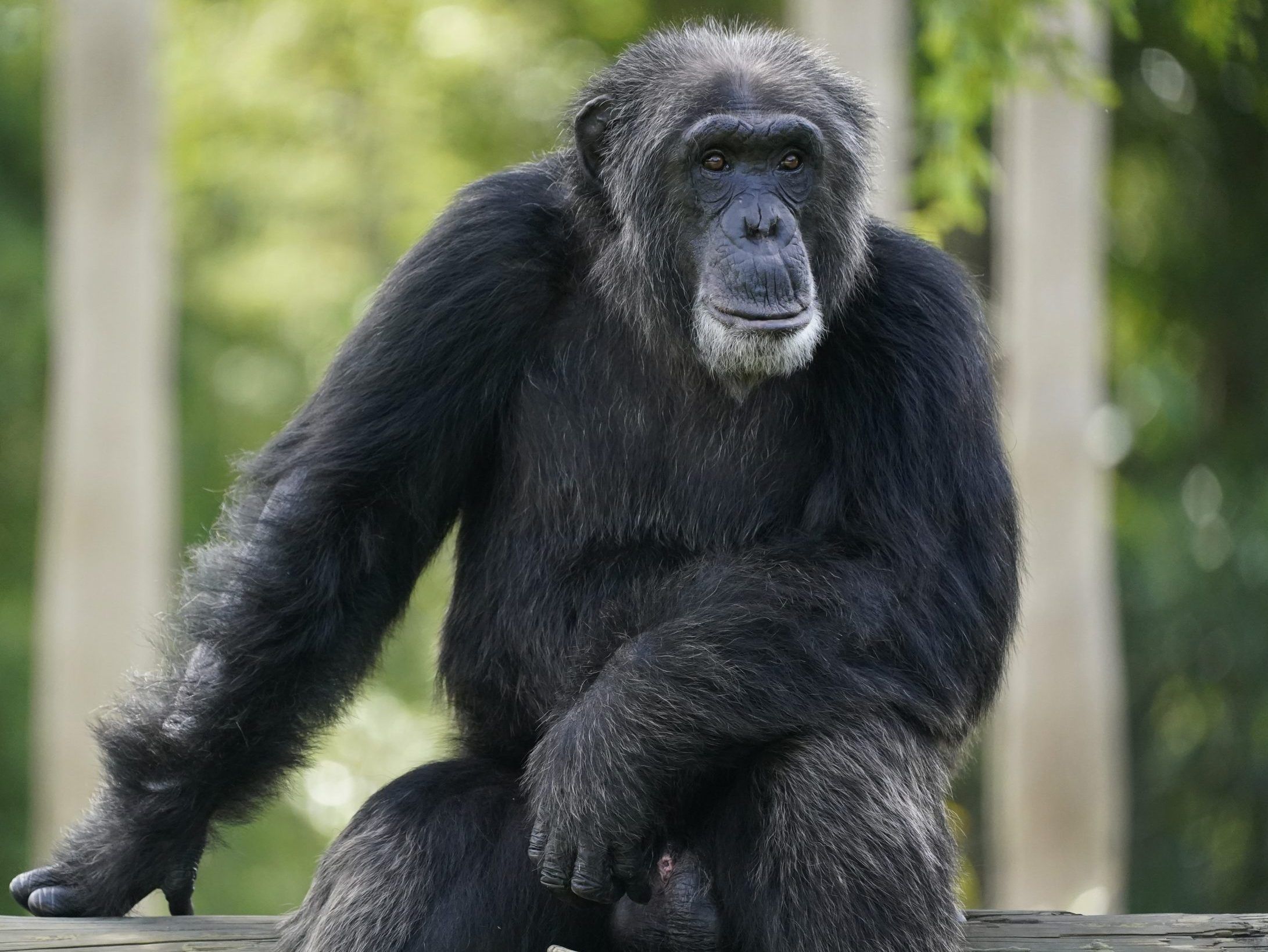 4 chimps loose, 3 shot dead in monkey house in Swedish zoo | Toronto Sun