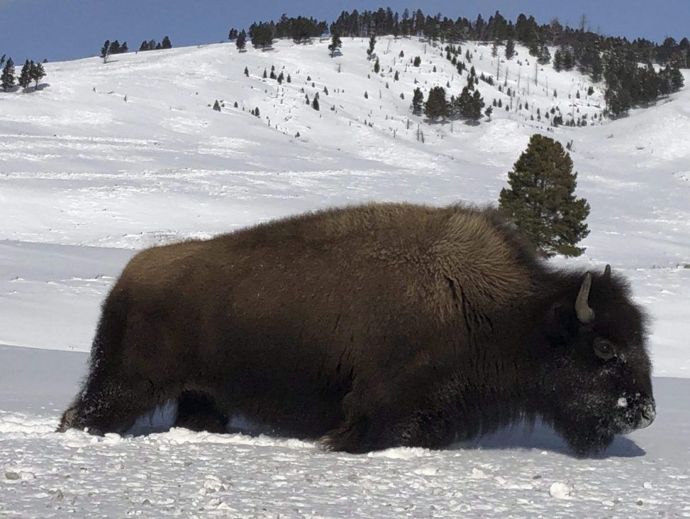 13 bison dead after truck hits herd near Yellowstone park | Toronto Sun