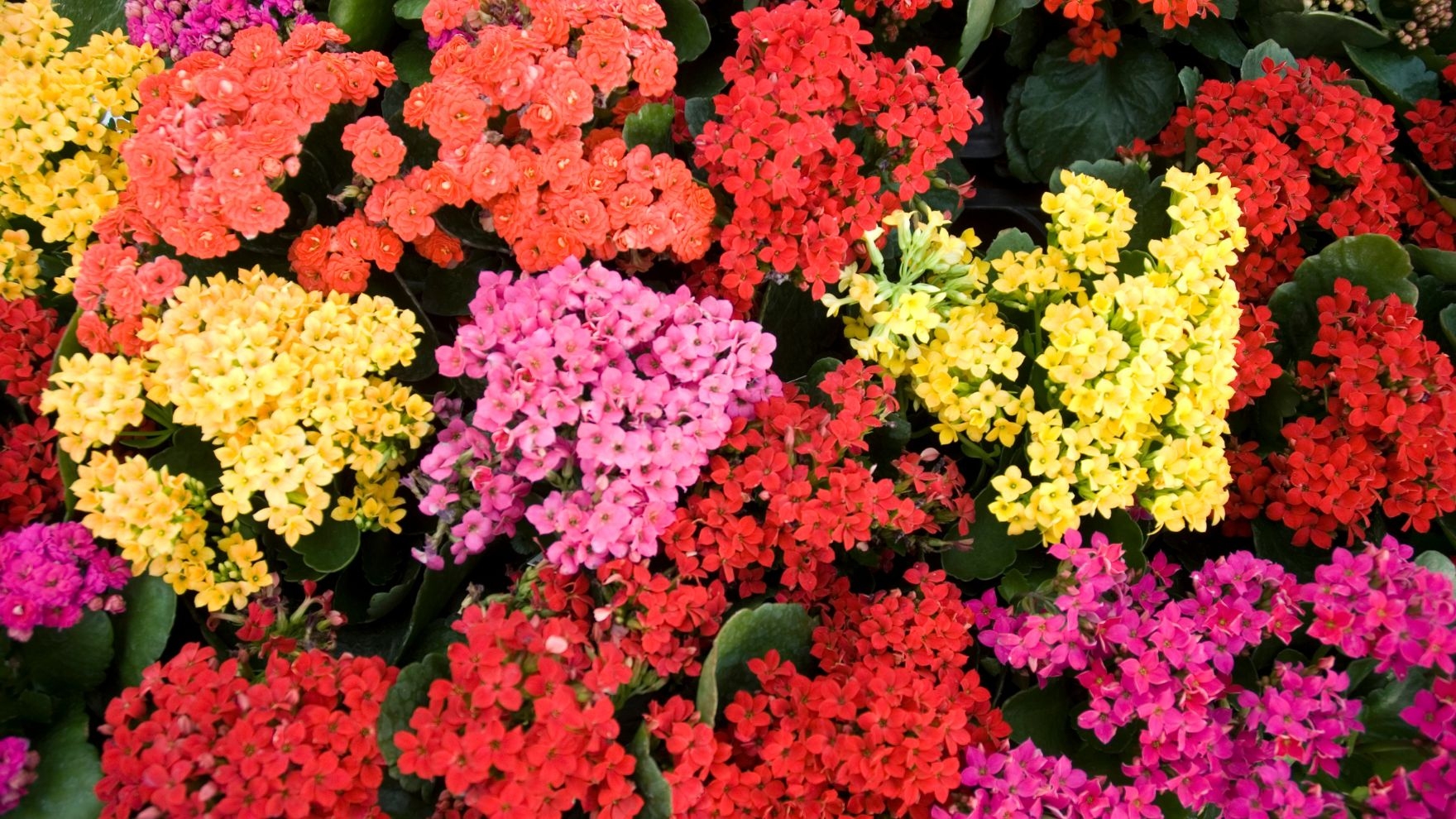 Fill gardens with 'happy colours' | Toronto Sun