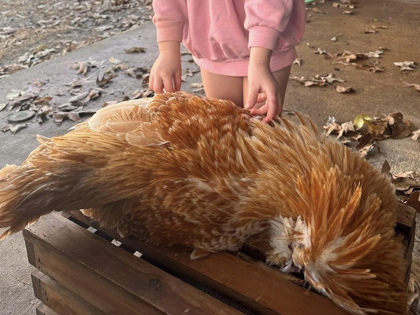 Protective mom kills, cooks pet rooster after it pecked child’s face ...