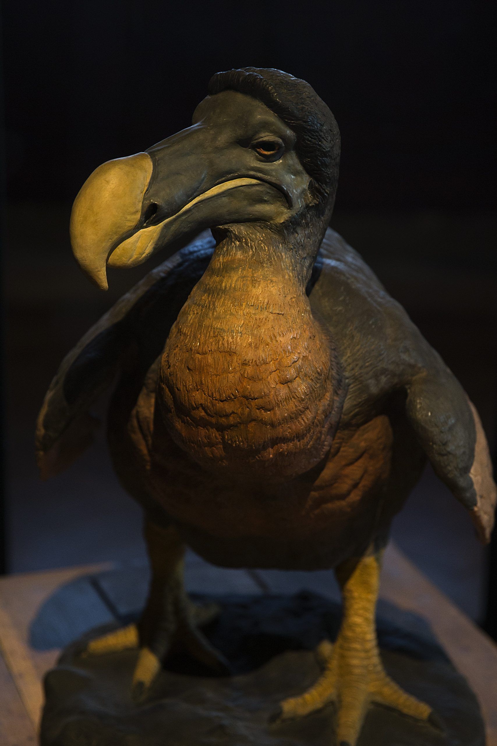 Bring back dodo? Ambitious plan draws investors, critics | Toronto Sun