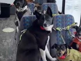 Dogs on a bus goes viral | Toronto Sun