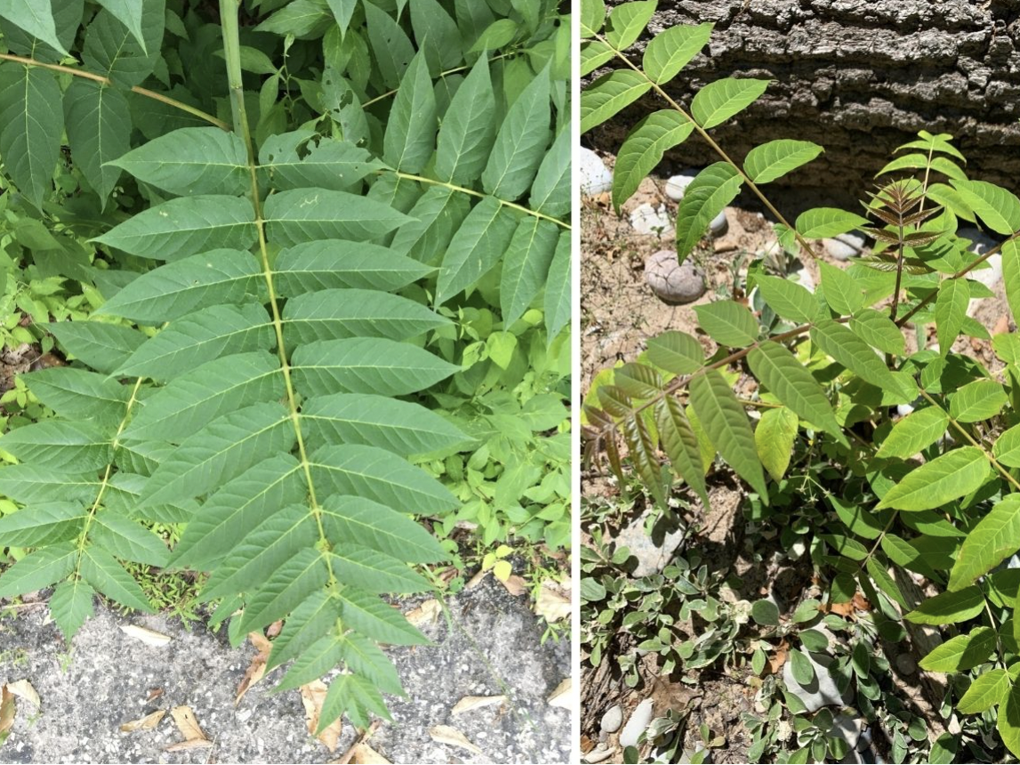 Ontario calling on citizens to keep invasive species out | Toronto Sun