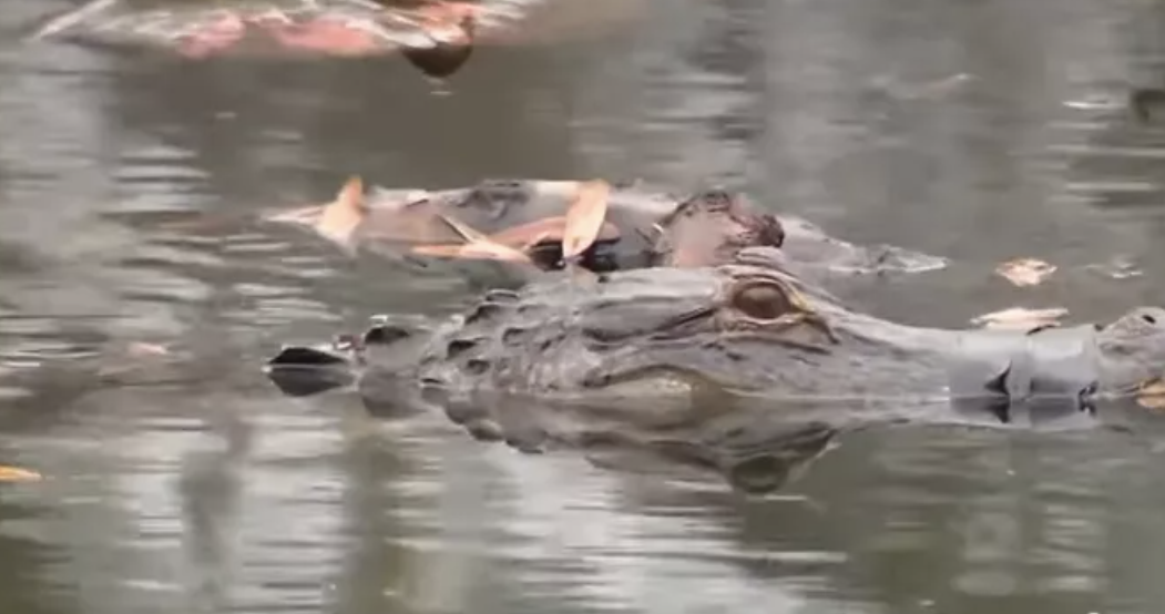 'Gator jaws freed from jaws of death | Toronto Sun
