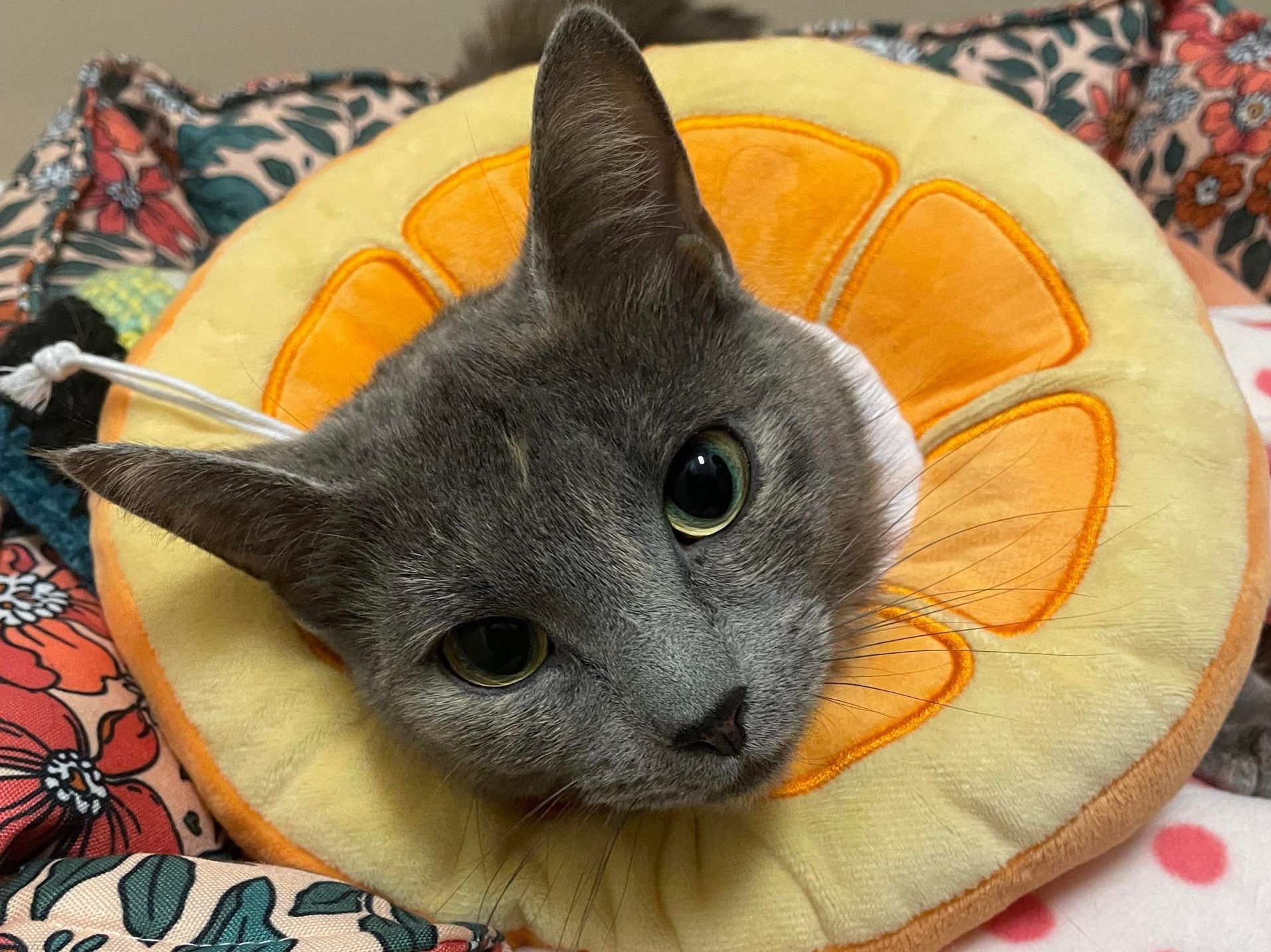 Cat left to die in taped-up duffle bag now thriving | Toronto Sun