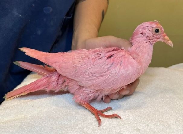 Pigeon rose trouvé dans un parc de New York "délibérément teint ...