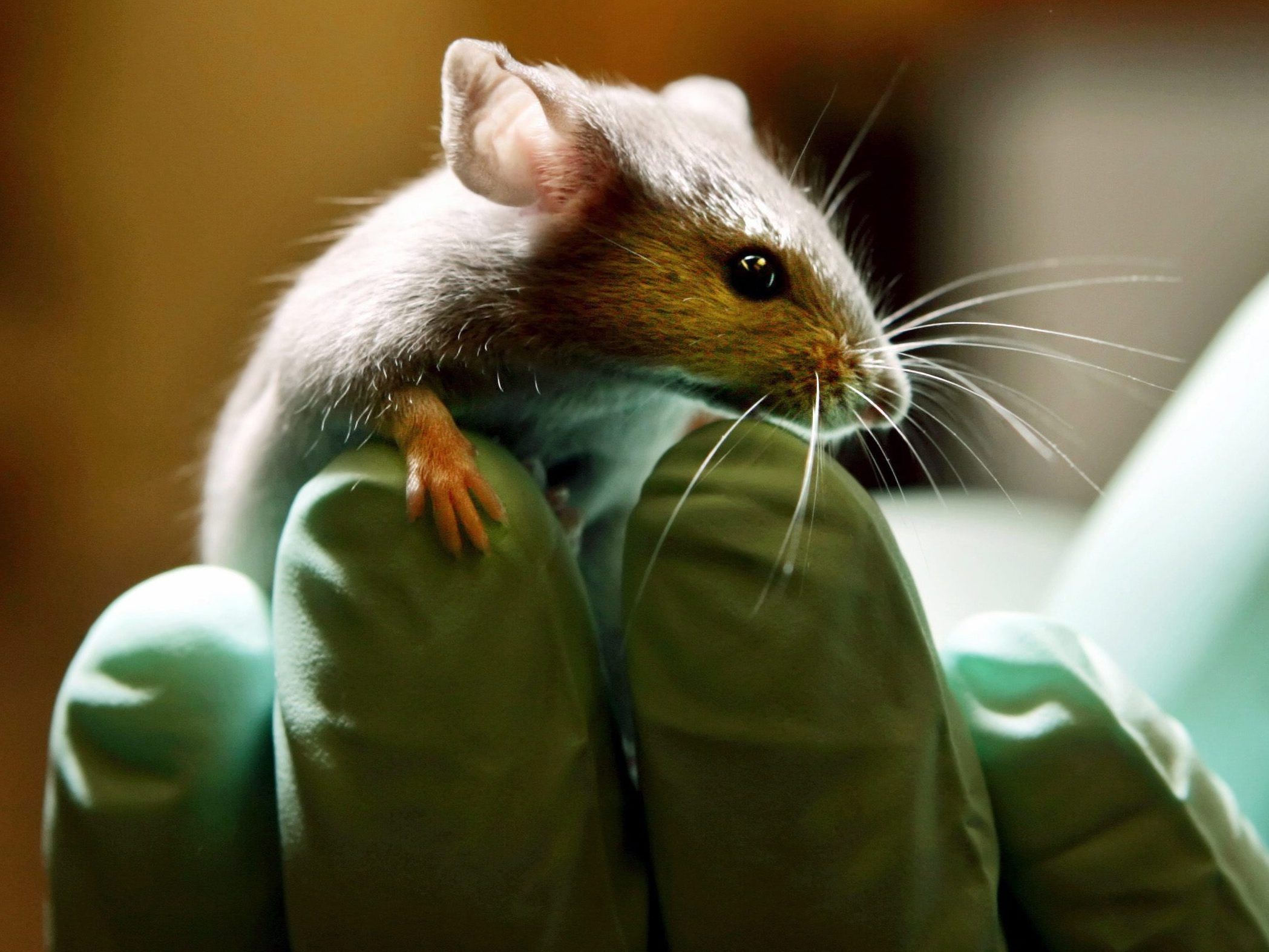 Scientists create mice with cells from two males for first time ...