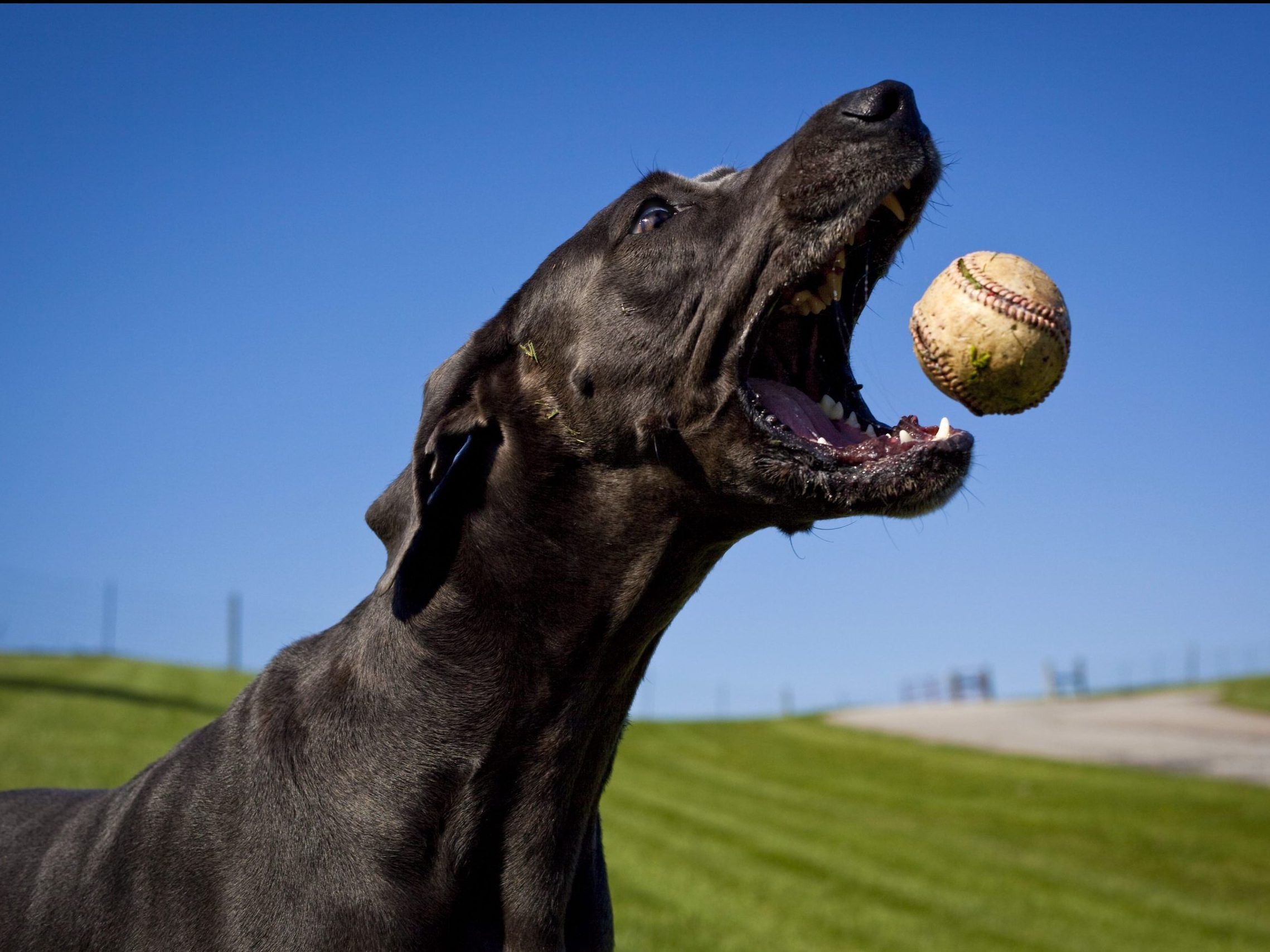 Dog Catches Homerun Ball At Dodgers Game at Henry Lymburner blog