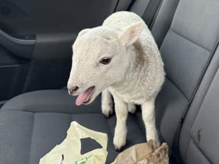 Lamb found in car with cash, coke and heroin, other offbeat offerings ...