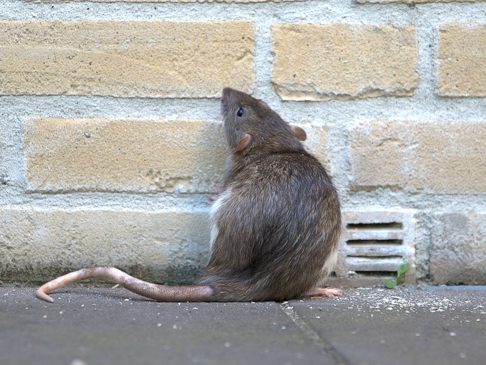 TEACHER'S PEST: NYC hires former educator to slaughter rats | Toronto Sun