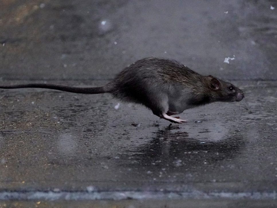Rat ambassadors try to counter bad press amid New York City's rat war ...
