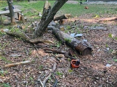 Arborist dies after falling from tree near Orillia | Toronto Sun
