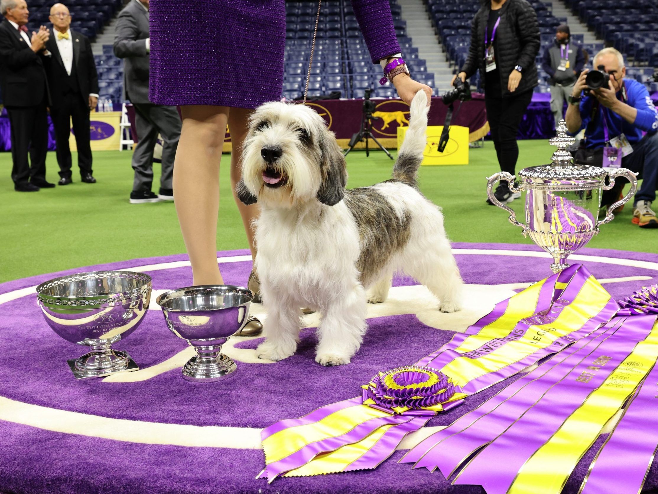 Buddy Holly the 'PBGV' wins Westminster dog show | Toronto Sun