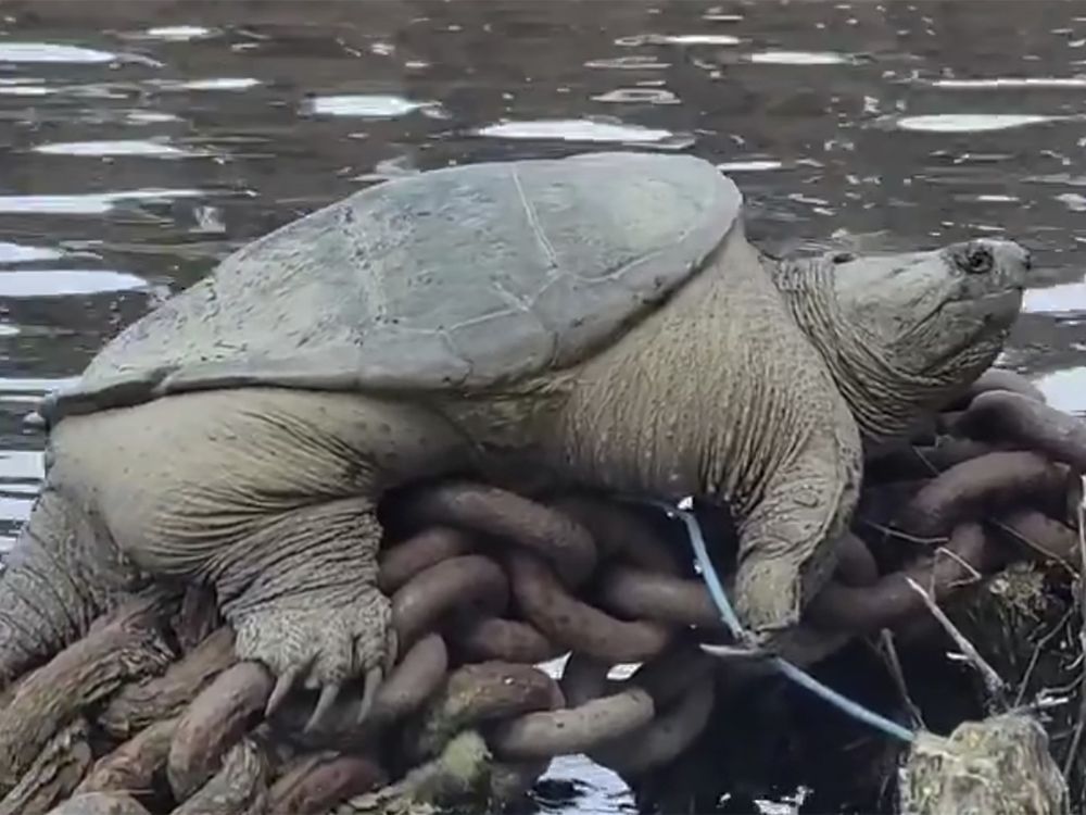 Plump Chicago snapping turtle captured on video, goes viral | Toronto Sun