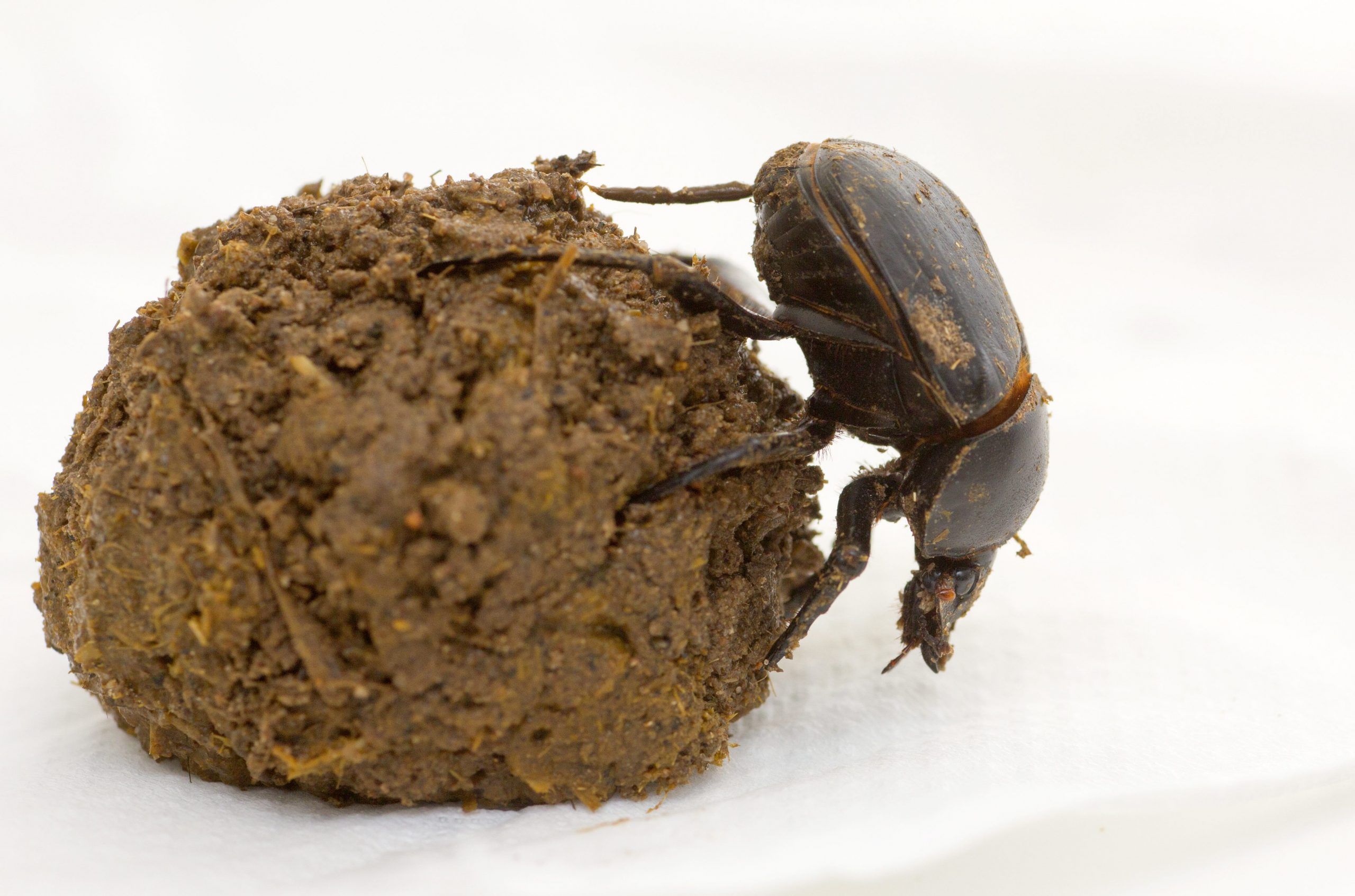 Big bug benefits: Scientist releases guide to cow dung insects ...