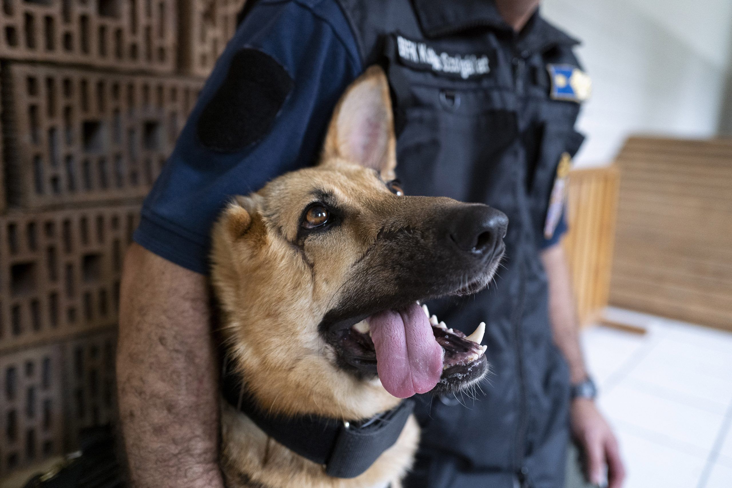 Dog Rambo wounded in Ukraine gets new start as Hungarian police dog ...