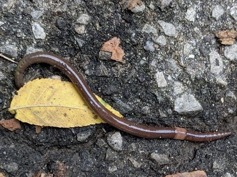 KILL THEM QUICK: Jumping worms are invading Toronto | Toronto Sun
