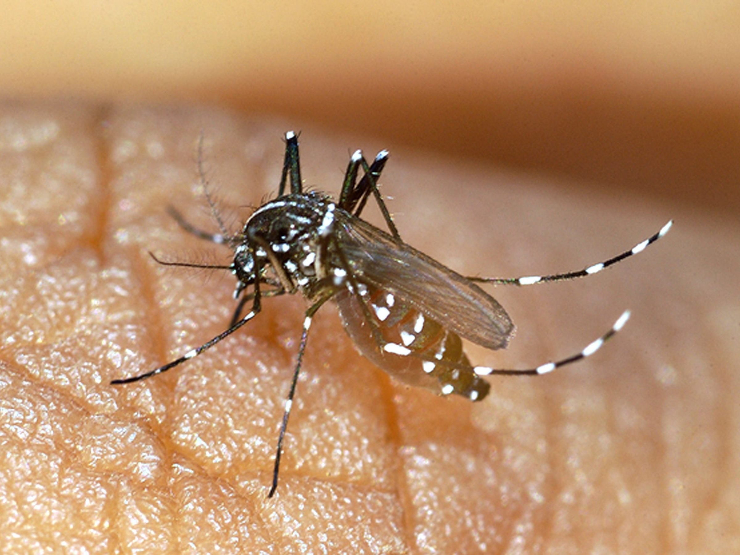 Cyprus battles disease-carrying mosquitoes with breeding program ...