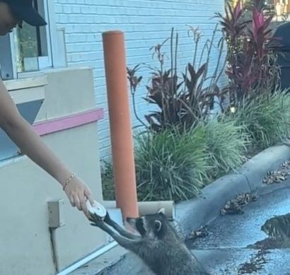 Raccoon's Dunkin Donuts order in Florida prompts viral Tik Tok video ...