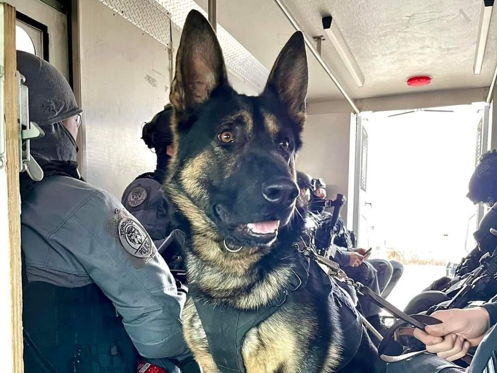 Where is Mayor Olivia Chow’s support for police following death of K9 ...