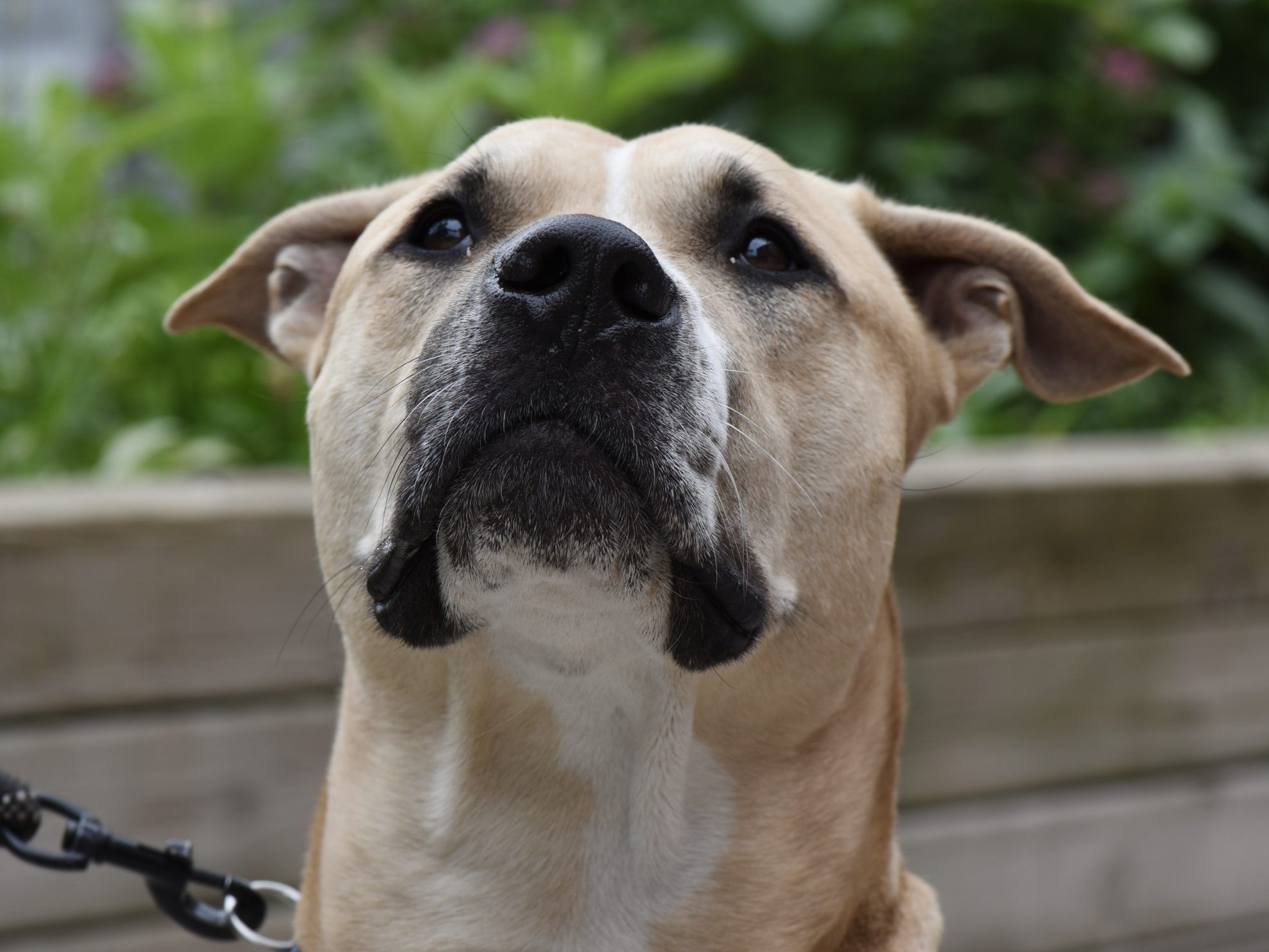 These ‘long-stay’ dogs are searching for their perfect homes | Toronto Sun