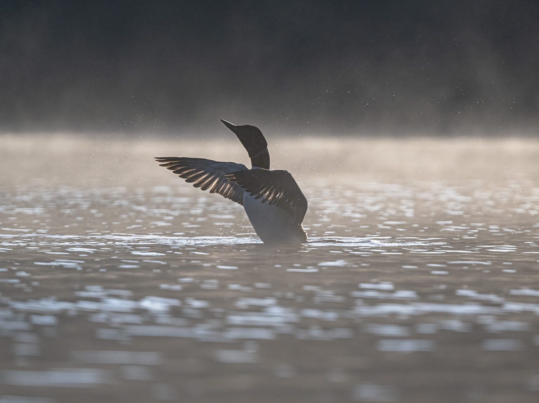 Wildlife photographer captures the gracefulness of loons | Edmonton Sun