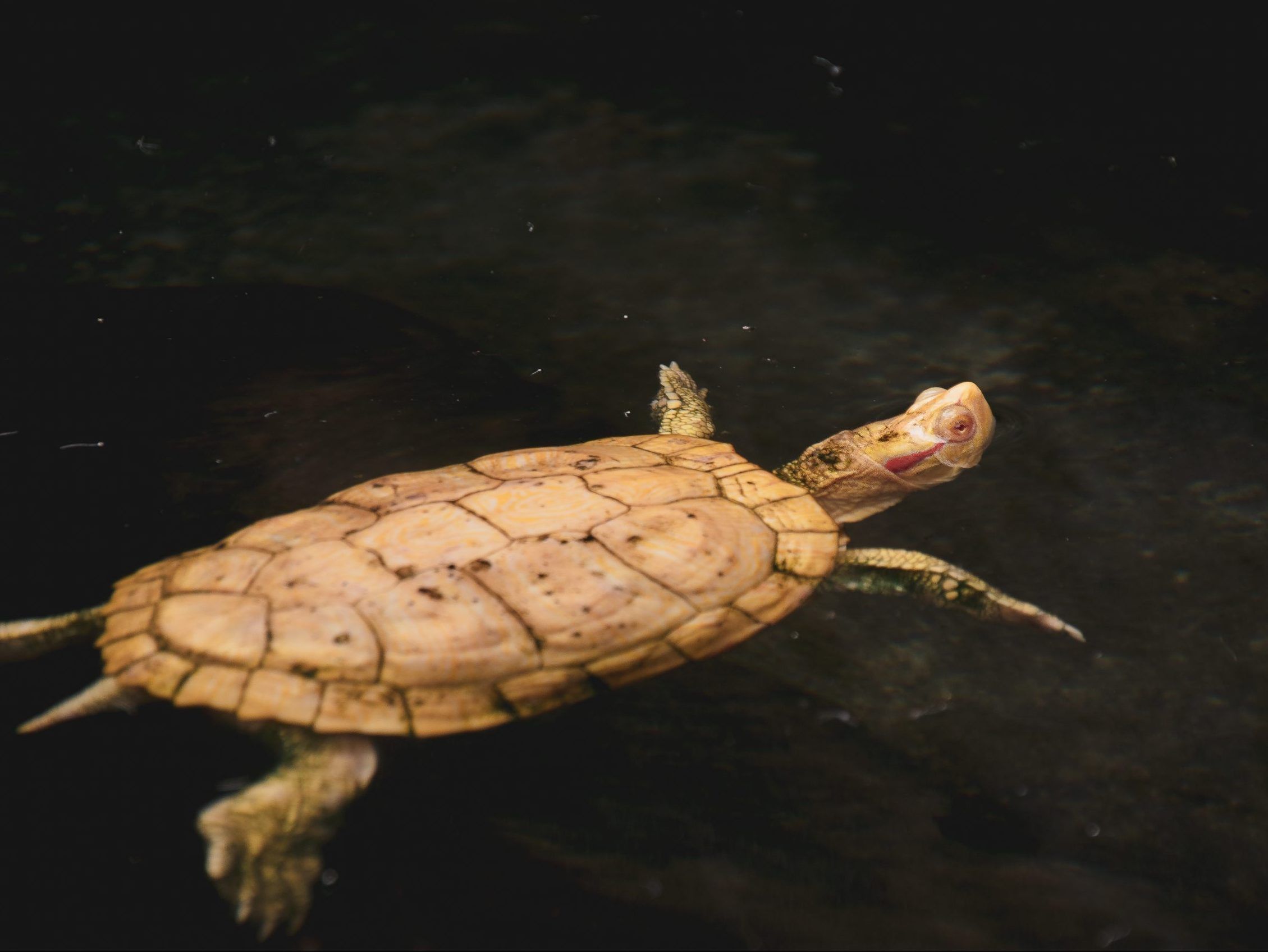 Man convicted of turtle smuggling charged with turtle abuse | Toronto Sun