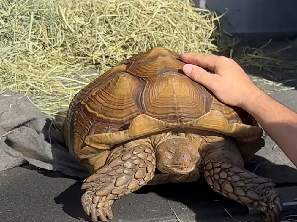 Tortoise, Frank the Tank, found wandering in a B.C. field needs home ...