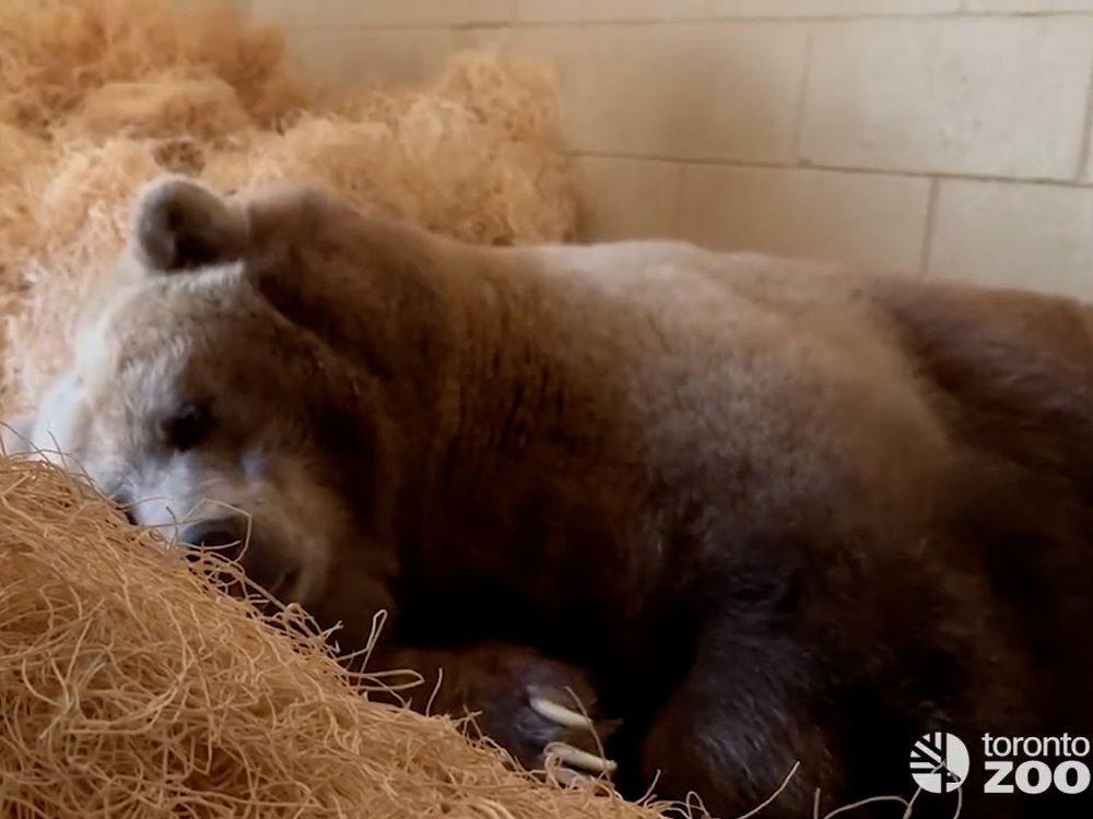 CAUGHT ON CAMERA: Toronto Zoo grizzly bear has begun her winter zzzzzz | Toronto Sun