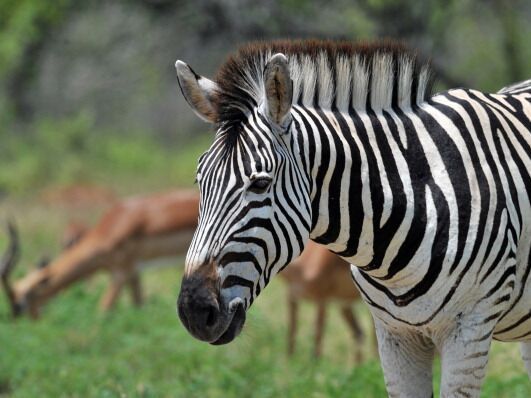South Africa bids to put zebra meat on international menus | Toronto Sun