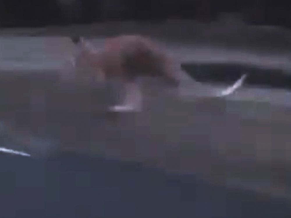 Kangaroo on loose in north Oshawa's outback | Toronto Sun